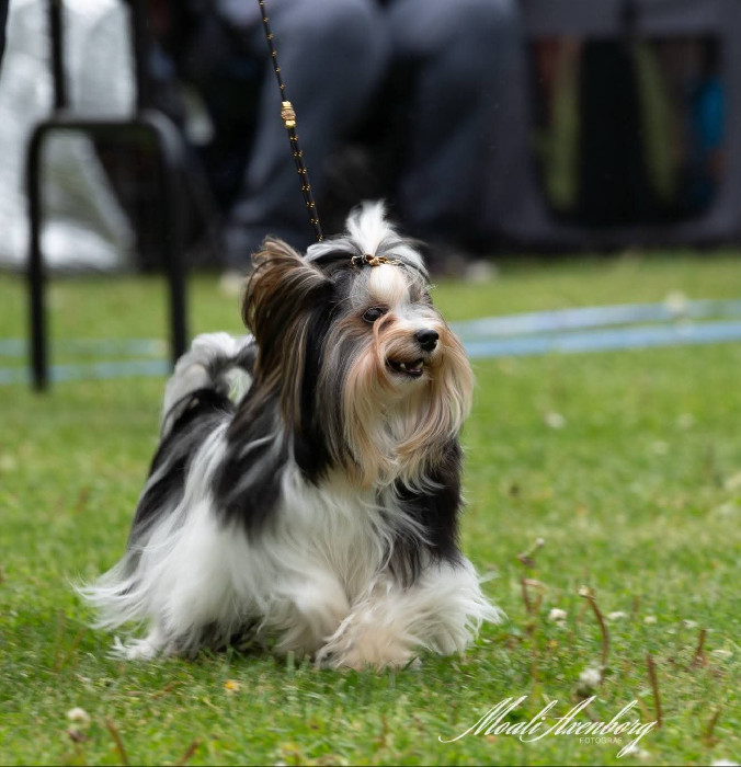 Kerstins HundStil | Hundtrim & Hundkurser Norrtälje